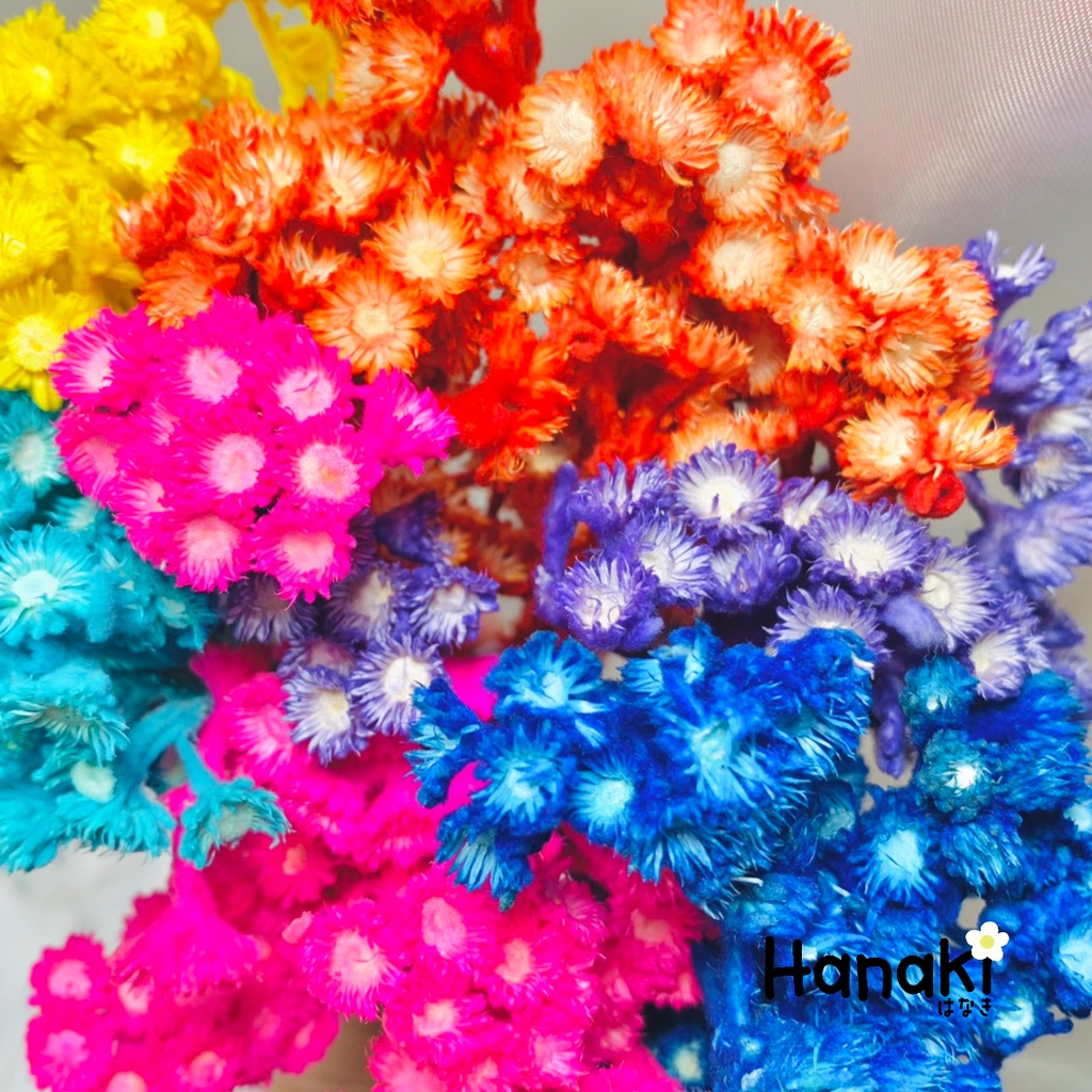 พร้อมส่งดอกชมพูทิพย์ (Momo flower) ดอกไม้ทับแห้ง ดอกไม้จริงทับแห้ง ...