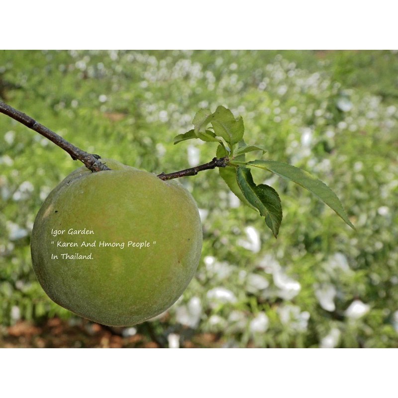 กล้าพีช พันธุ์ ซัมเมอร์เลดี้ ( Summer Lady Peaches )( กล้าเสียบยอด ...