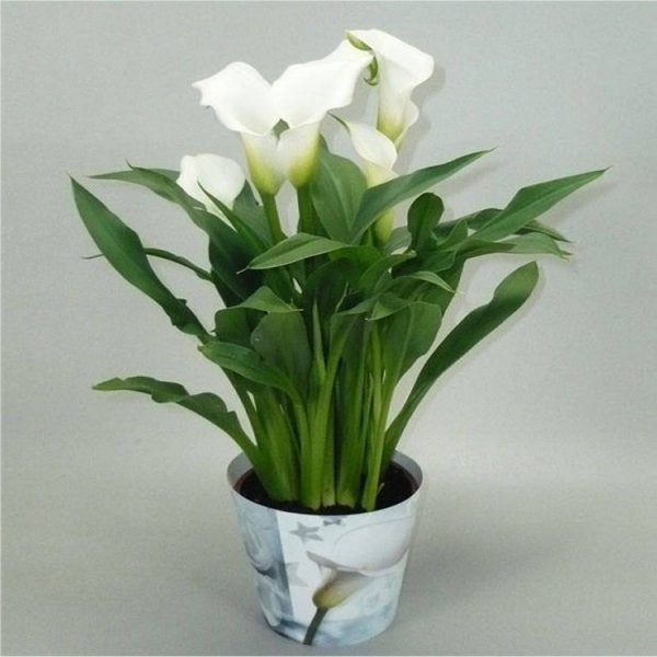 Planty Treasure หัวต้นคาลล่าลิลลี่ Sun ClubⓇ Calla lily Bulbs - Planty ...