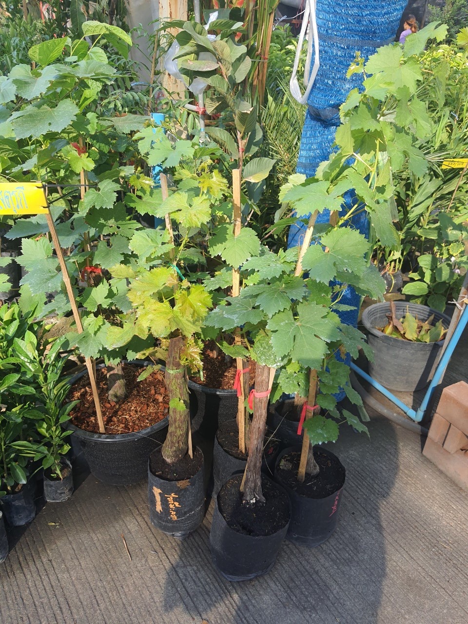 ต้นองุ่น พันธุ์ รูบี้ซีดเลส Beauty Seedless (Ruby Seedless) เป็นองุ่น ...