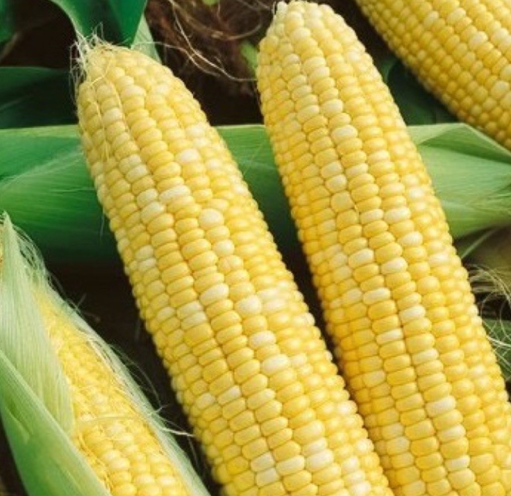 เมล็ดพันธุ์ ข้าวโพดหวาน เซเรนดิพิตี้ (Serendipity Triple Sweet Corn F1 ...