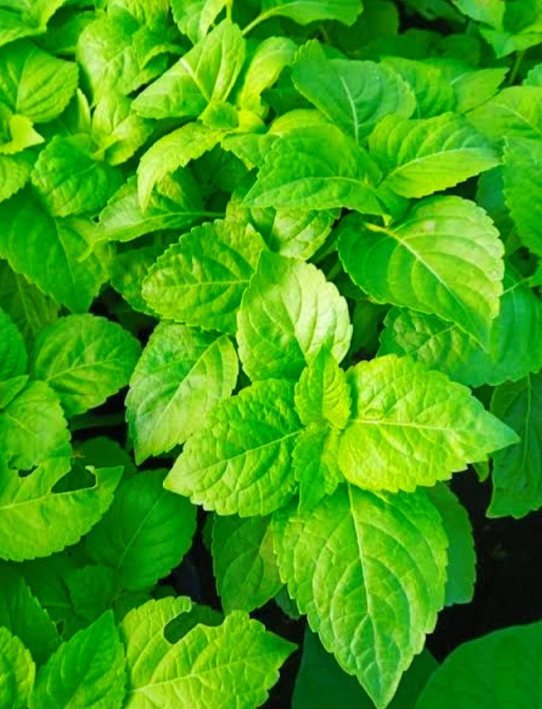 ยี่หร่า สมุนไพร Tree basil, Clove basil, Shrubby basil, African basil ...