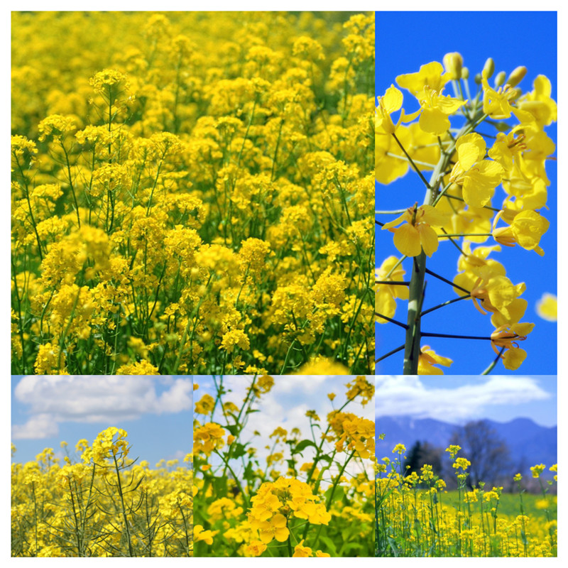 โปรโมชั่น (Wan chen)เรพซีดไฮบริดที่ให้ผลผลิตสูง,ก้านแคระ,เรพซีดประดับ,ทนต่อความเย็น,ต้นสุก,เรพ ...