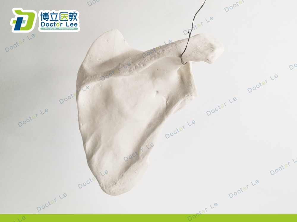 1:1 the human body shoulder blade model loose bone joint model of human ...