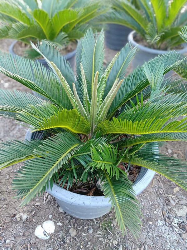 ลำต้นสูง 80 - 100 ซม.ต้นปรง ญี่ปุ่น ปรงญี่ปุ่น Cycas revoluta Thunb จัด ...