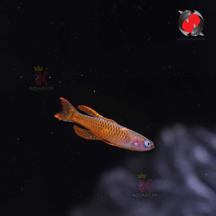 ปลาเกอร์ทรูเด้แดง (Paskai Rainbow) ปลาสวยงาม ปลาตู้ไม้น้ำ ตัวเล็ก ...