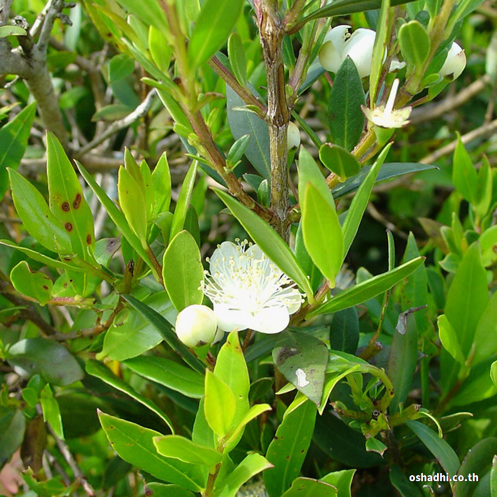 Oshadhi Thyme mild (Linalool) organic essential oil 5 ml - Oshadhi ...