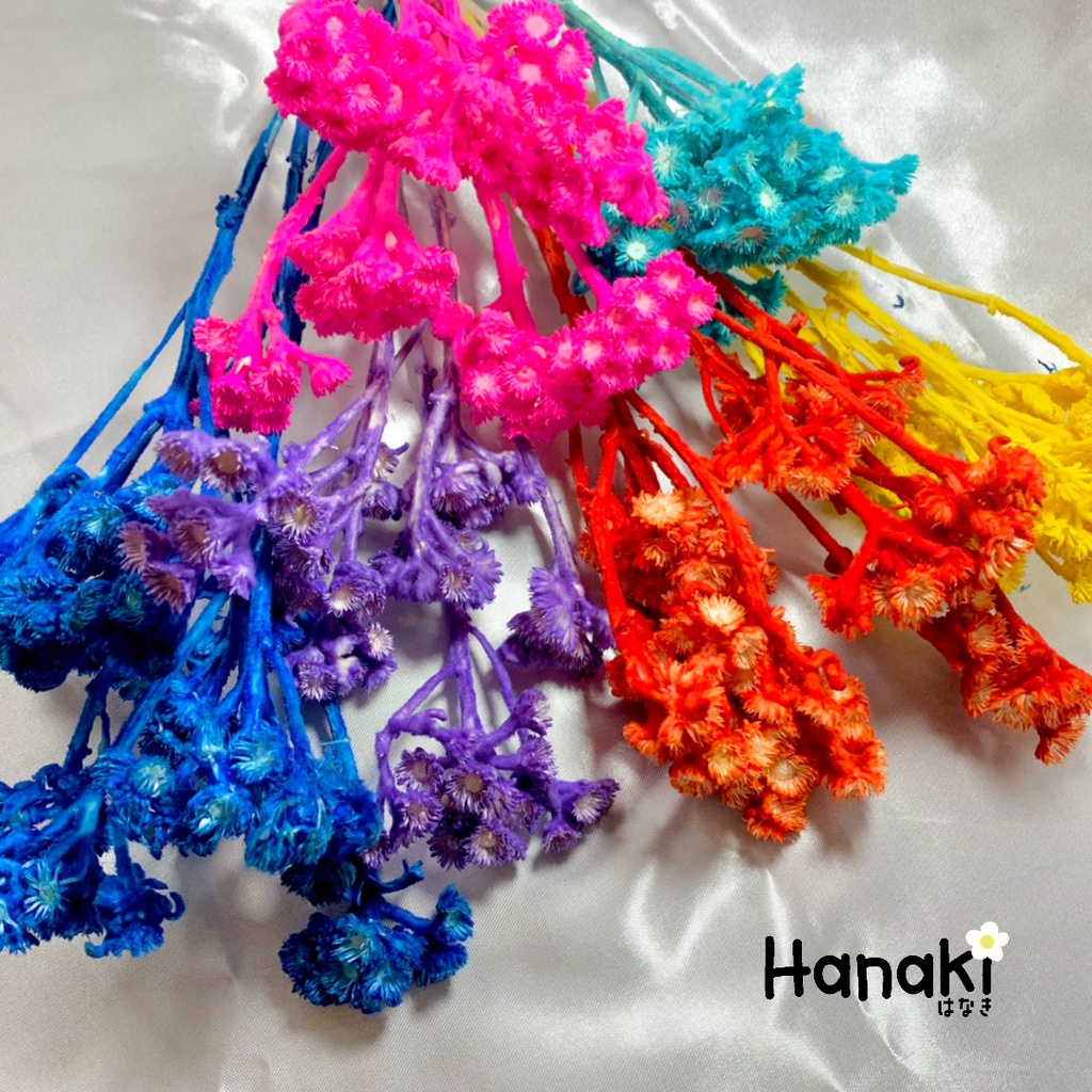 พร้อมส่งดอกชมพูทิพย์ (Momo flower) ดอกไม้ทับแห้ง ดอกไม้จริงทับแห้ง ...