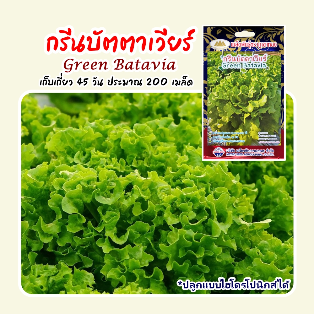 เมล็ดกรีนบัตตาเวียร์ Green Batavia ตราภูเขาทอง เมล็ดพันธุ์ผักสลัด เมล็ด ...