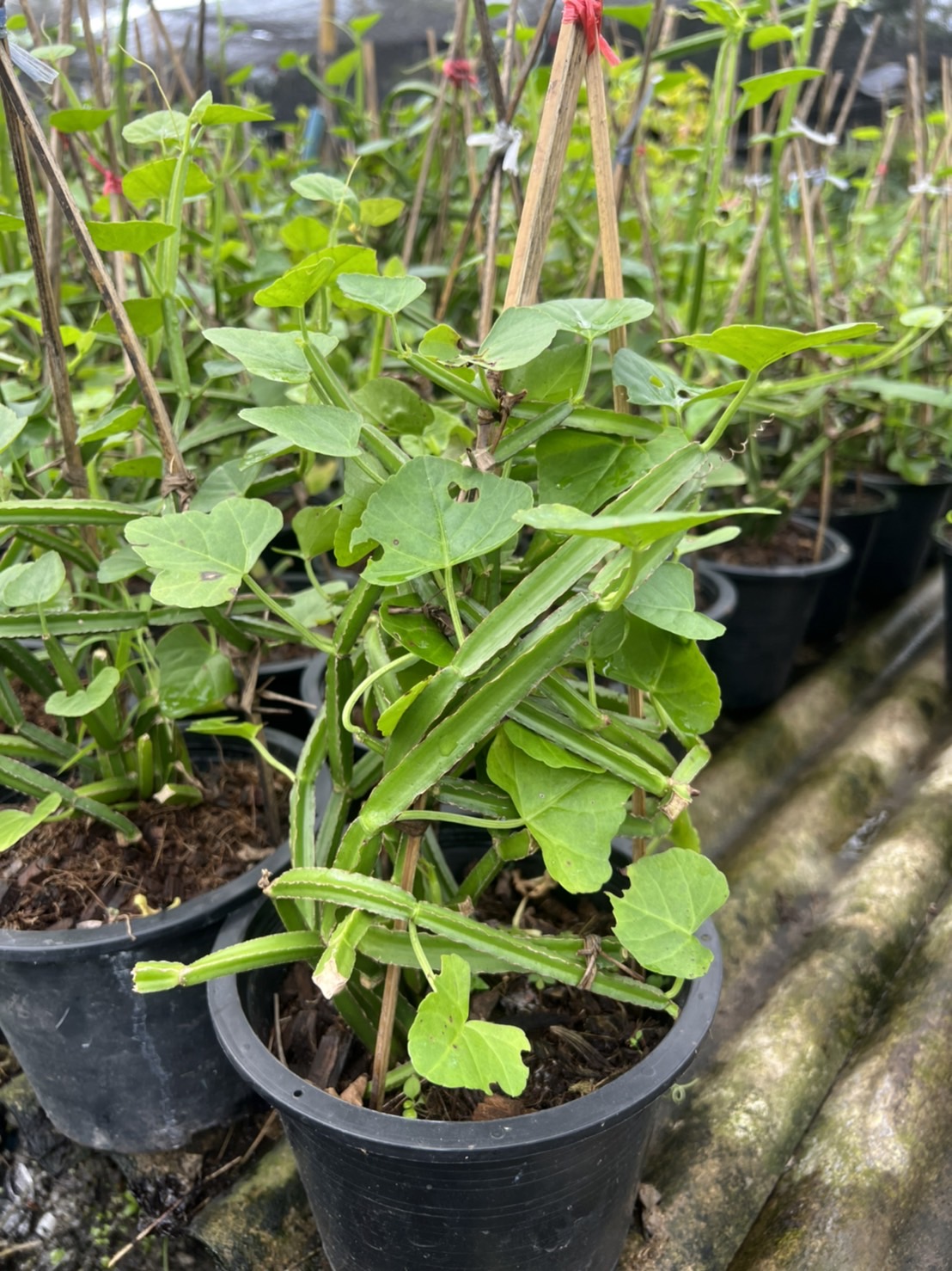 เพชรสังฆาต Cissus quadrangularis L. ขนาด 5-6 นิ้ว - Tonmai Mahaheng ...