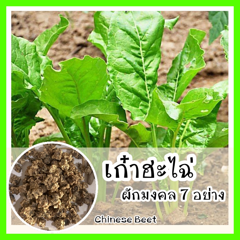 พร้อมส่ง รหัส 111 เมล็ดพันธุ์ OP แท้ เก๋าฮะไฉ่ - Chinese Beet ผักมงคล 7 ...