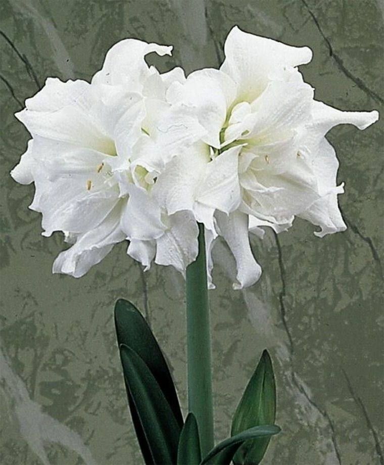 1 หัวว่าน ว่านสี่ทิศฮอลแลนด์ Amaryllis Snow White 18-24 ซม สินค้านำเข้า ...