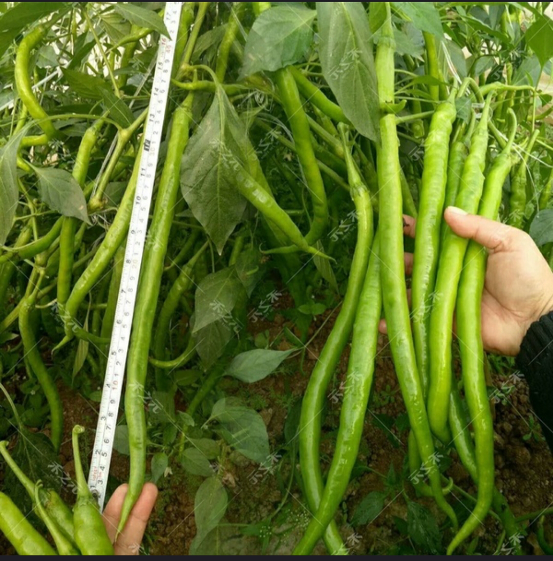 เมล็ดพันธุ์ พริกเขียวยาว จากจีน พร้อมส่ง แพ็กล่ะ 40-80 เมล็ด หายาก ...