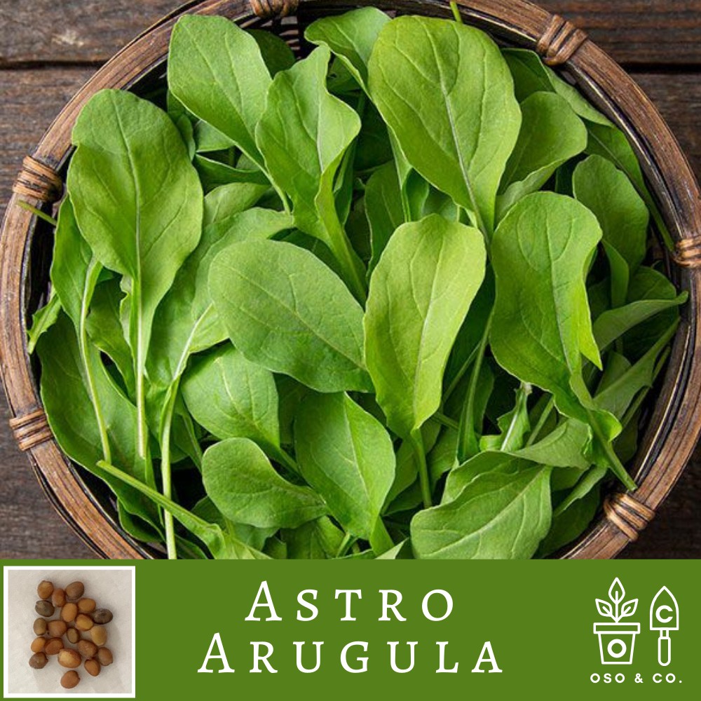 250 เมล็ด ร็อกเก็ต - Eruca sativa (Rocket) - gardenseed - ThaiPick