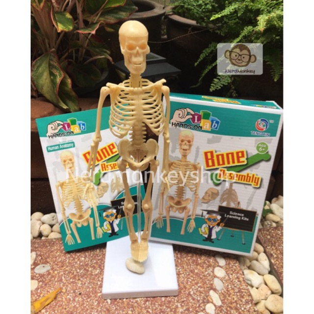 โมเดลโครงกระดูกของมนุษย์ ศึกษา My Skeleton ของเล่นเพื่อการศึกษา ...
