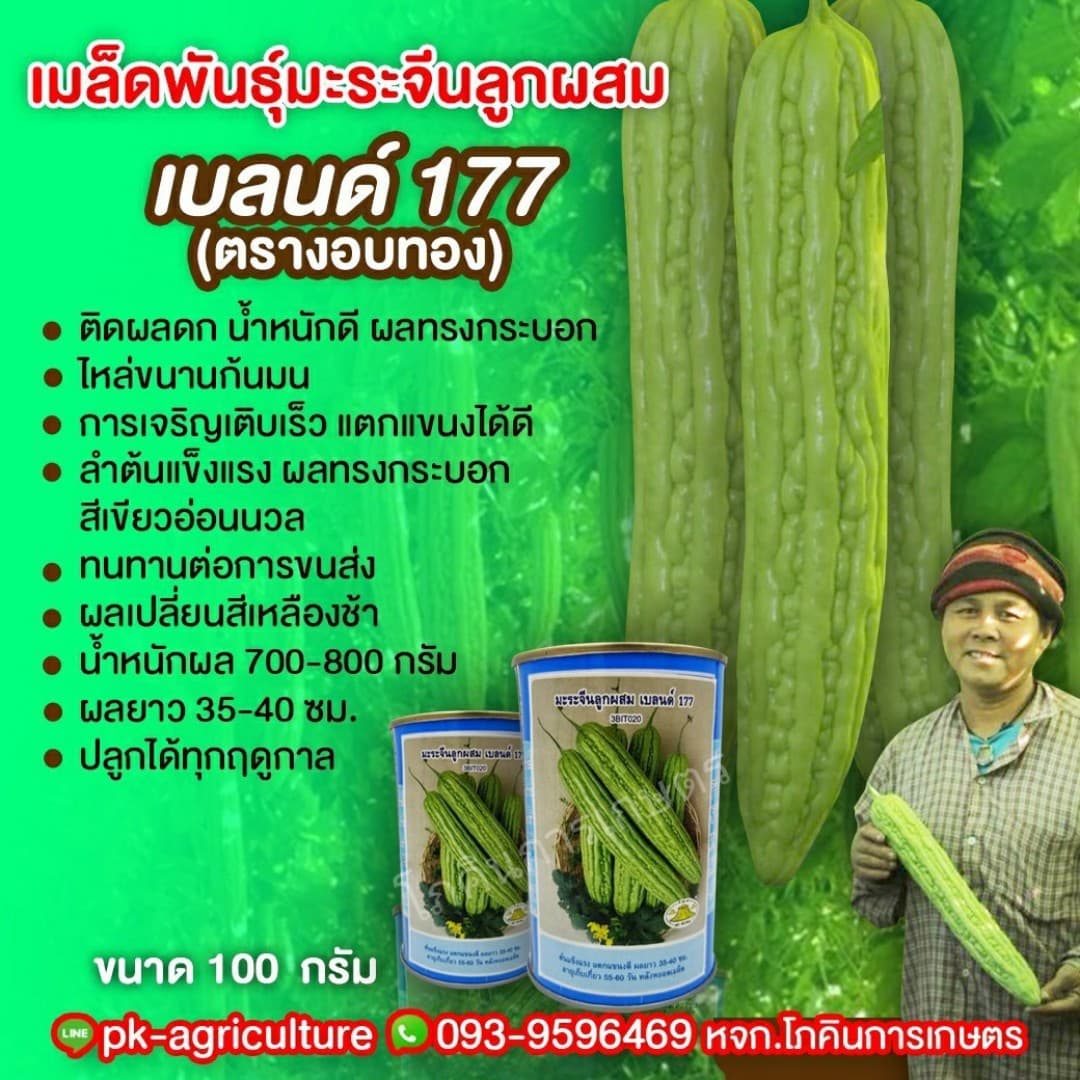 เมล็ดพันธุ์มะระจีนเบลนด์ 177 (ตรางอบทอง) ขนาด 100 กรัม | Lazada.co.th