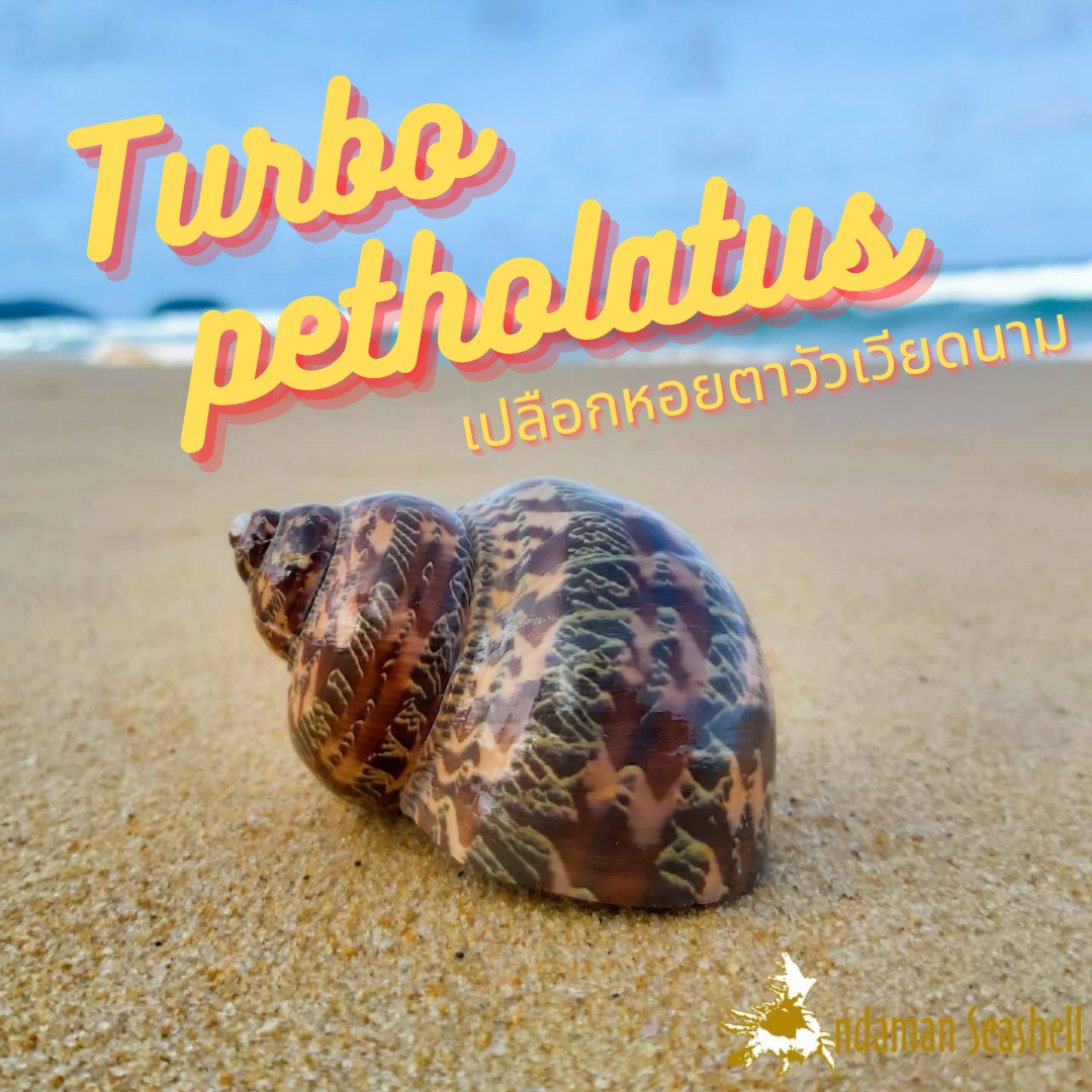 Andaman seashell เปลือกหอยตาวัวเวียดนาม (Turbo petholatus) | Lazada.co.th