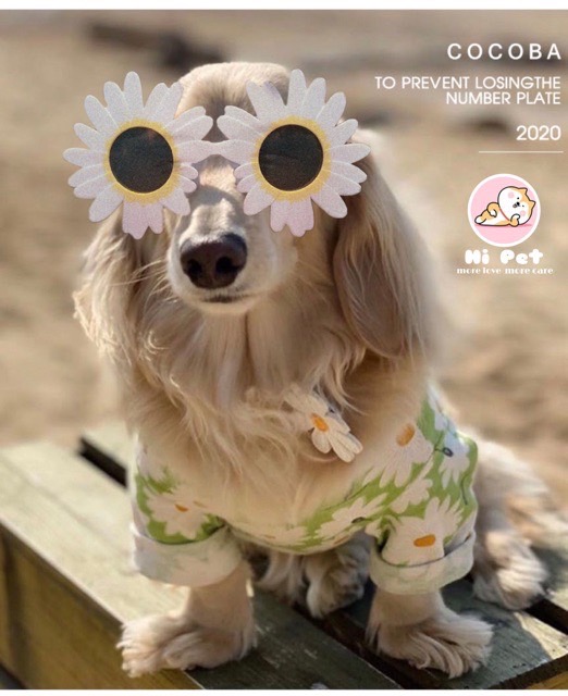 Hi Pet Pet flower sunglasses แว่นตาน้องหมา น้องแมวps0030 - Hi Pet House ...