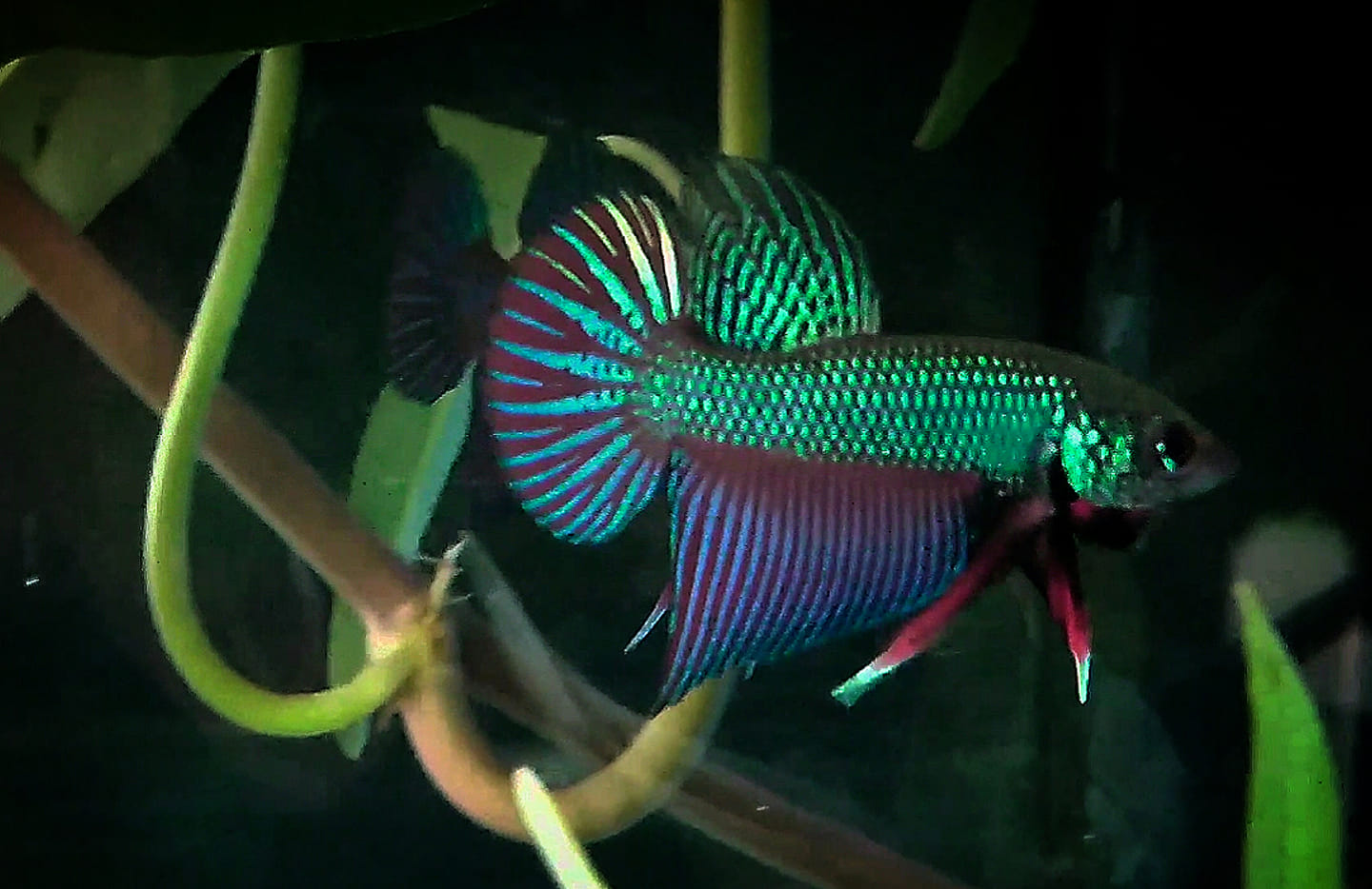 ปลากัดสวยพิเศษ ปลากัดเพศผู้1ตัว หางโพ หางพัด betta fish ปลากัดสวย ปลากัดหางยาวมาก - PPร้านปลากัด ...