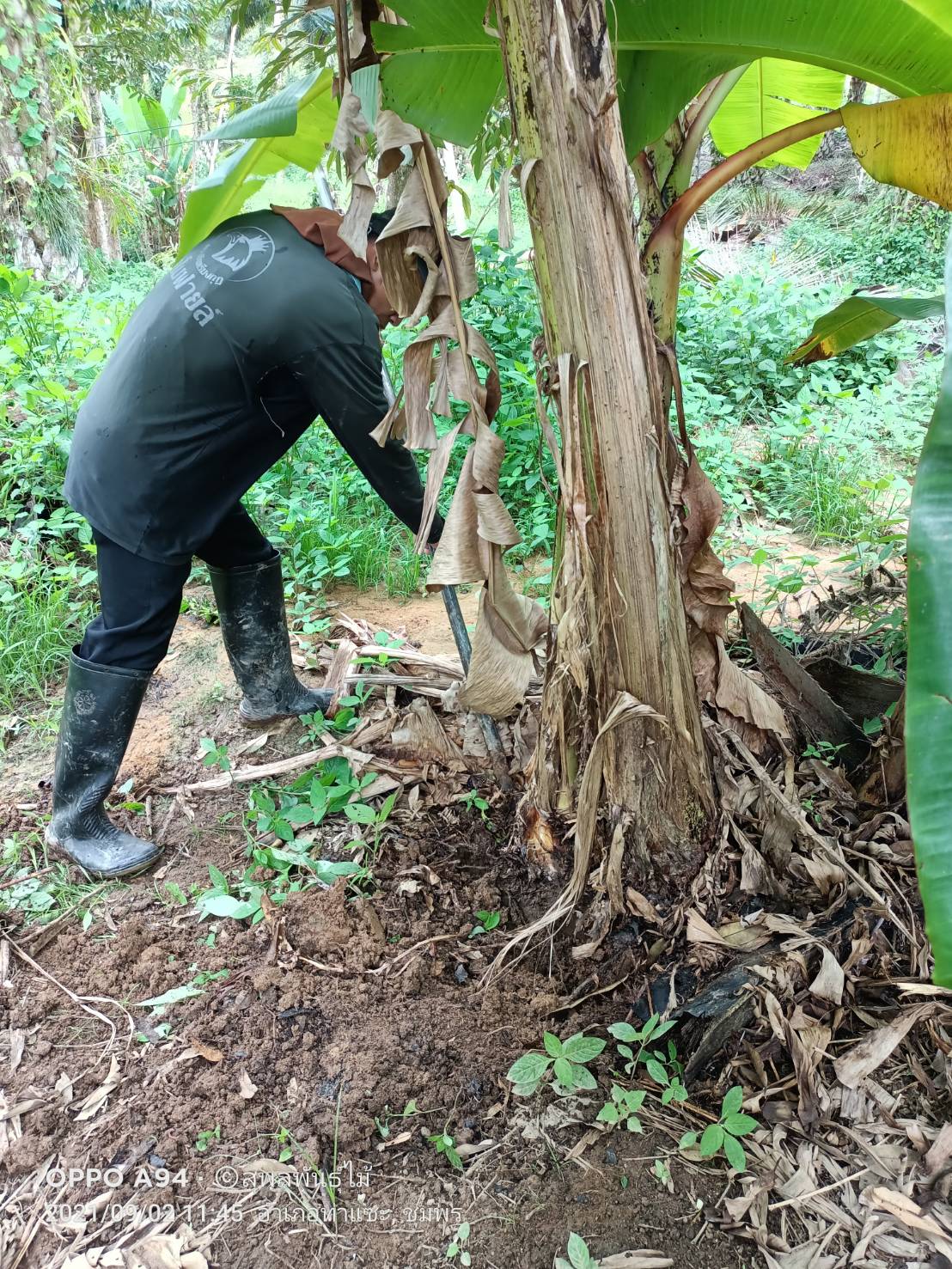 หน่อกล้วยนมสาว - supon - ThaiPick