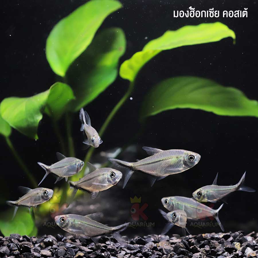 มองฮ๊อกเซีย คอสเต้ (Moenkhausia Costae) ปลาสวยงาม ปลาไม้น้ำ สีสวยมาก ...