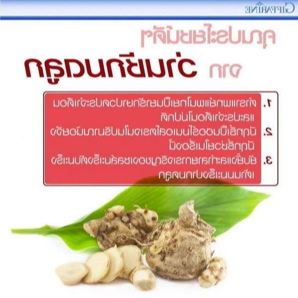 1 กิโลกรัม ว่าน ชักมดลูก (Temulawak) หัวสด ใช้ปลูกได้ ใช้ทานได้ ...