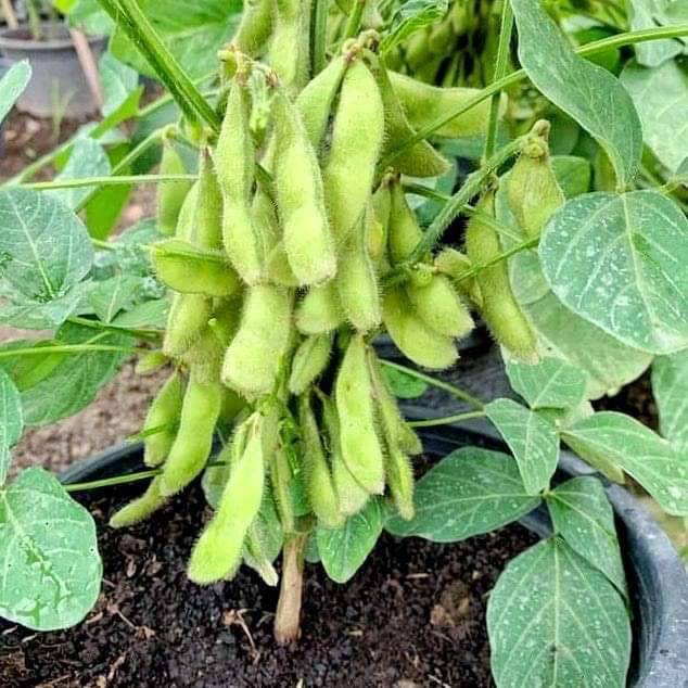 เมล็ดพันธุ์ถั่วแระญี่ปุ่น จำนวน 120 เม็ด 60 บ. - คลังเมล็ดพันธุ์ดี ...