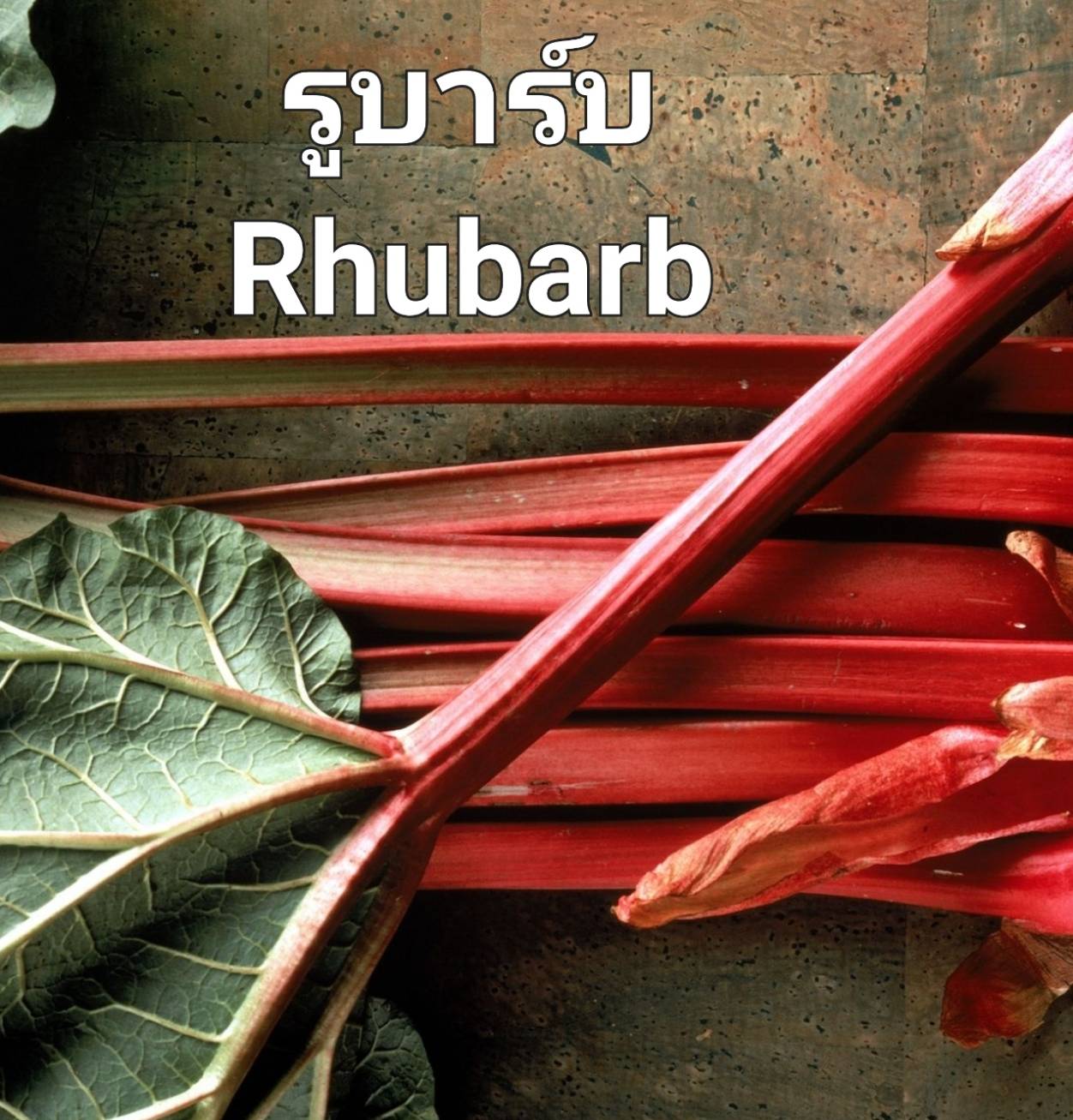 รูบาร์บ รูบาร์บเบลเยี่ยม Rhubarb Seeds เมล็ดพันธุ์รูบาร์บแบ่งขาย 5 ...