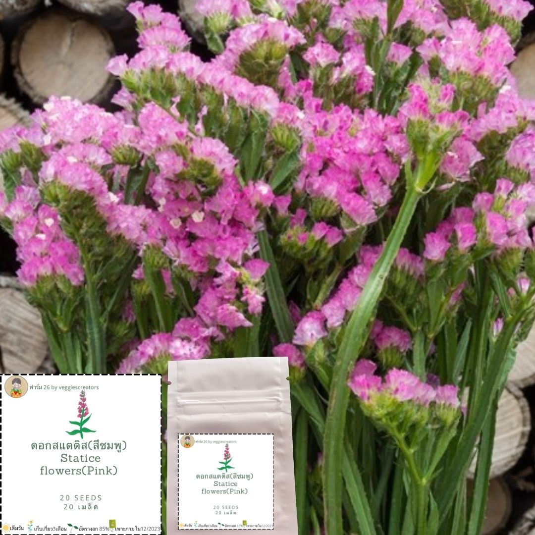 ฟาร์ม26 เมล็ดดอกสแตติส สีม่วง สีน้ำเงิน สีชมพู ม่วงอ่อน เหลือง และคละสี ...