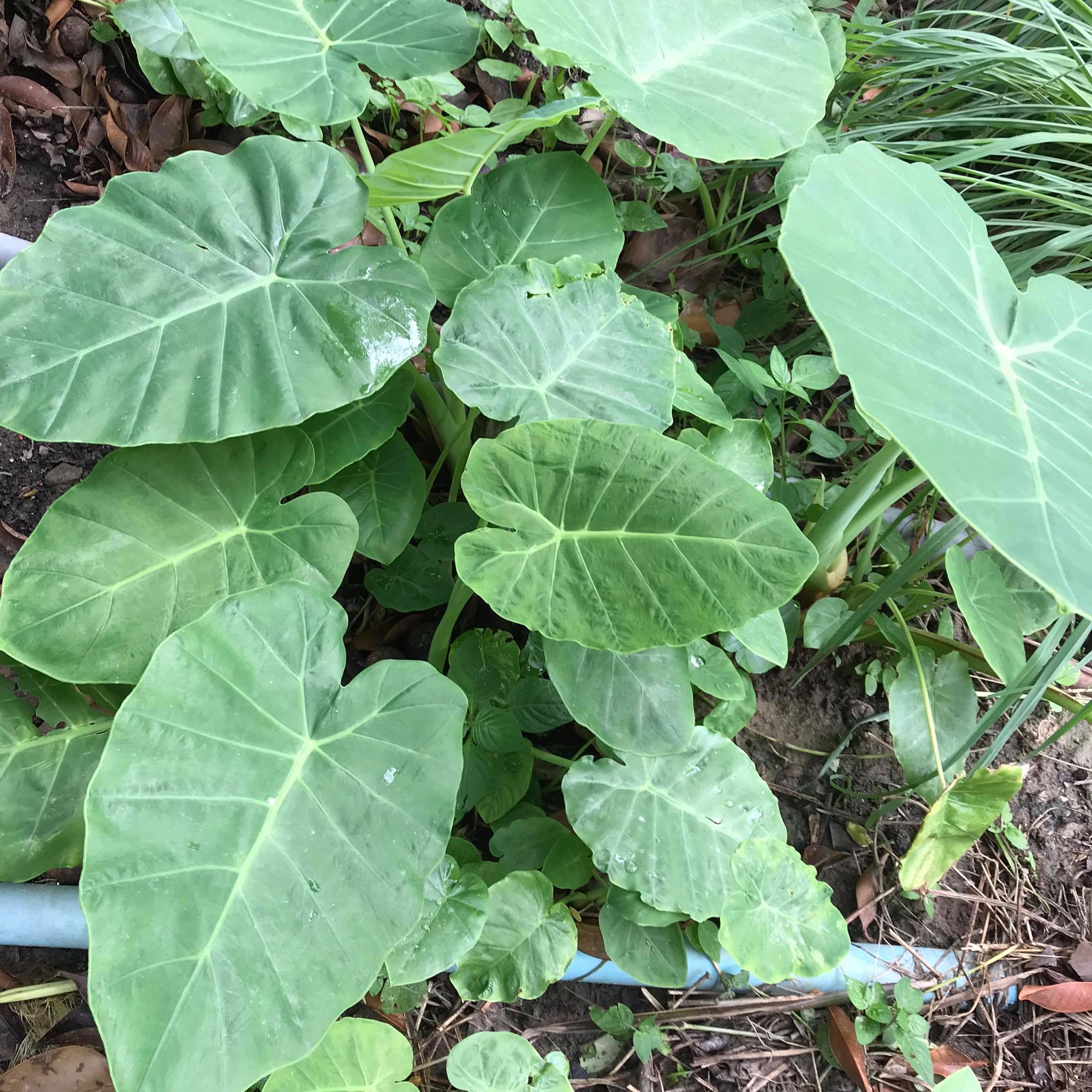 ออดิบ คูน โชน ทูน อ้อดิบ ต้นพันธุ์ ออดิบสวยงาม บอนออดิบเพิ่มความเขียว ...