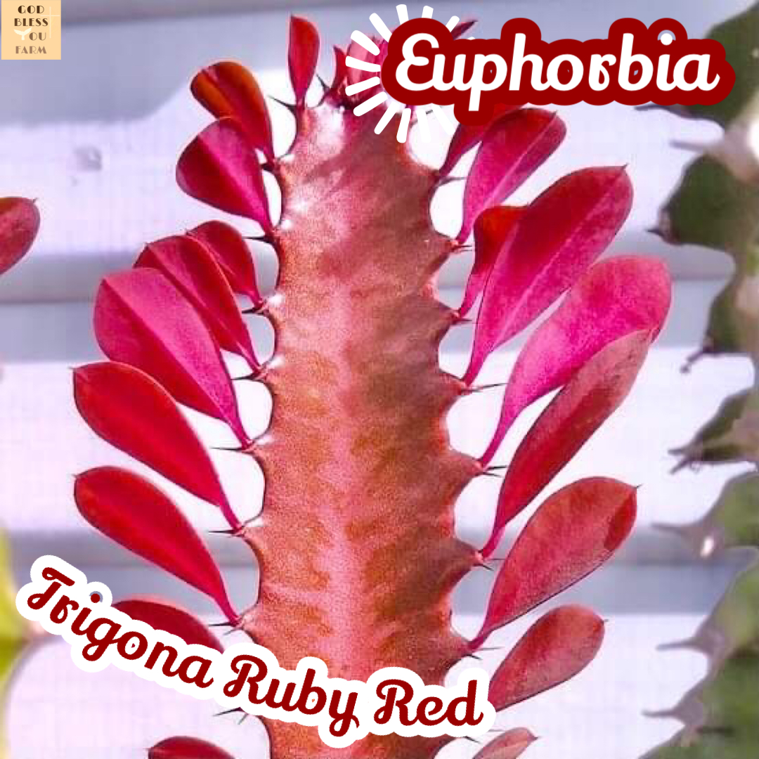 [ยูโฟเบีย ไตรโกน่า แดงทับทิม] Euphorbia Trigona Ruby Red แคคตัส ต้นไม้ ...