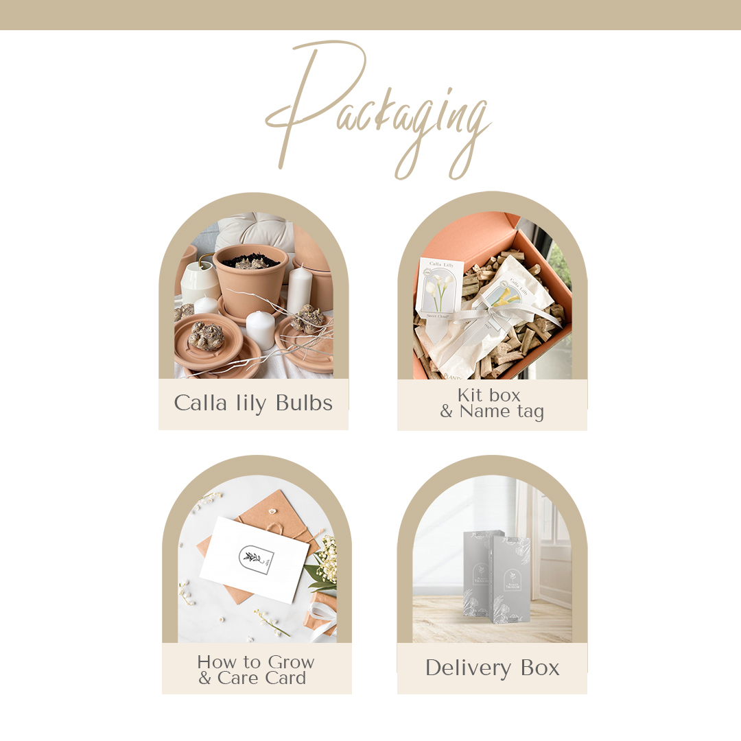 Planty Treasure หัวต้นคาลล่าลิลลี่ Sun ClubⓇ Calla lily Bulbs - Planty ...