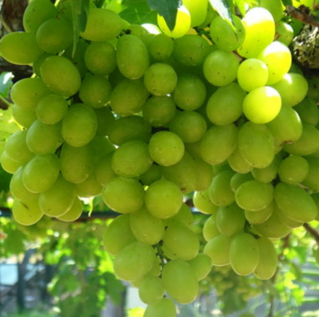 ต้นองุ่น พันธุ์ รูทเพอเรท (Loose Perlette) ผลสีเขียว ทรงกลมๆ สีเขียว ...