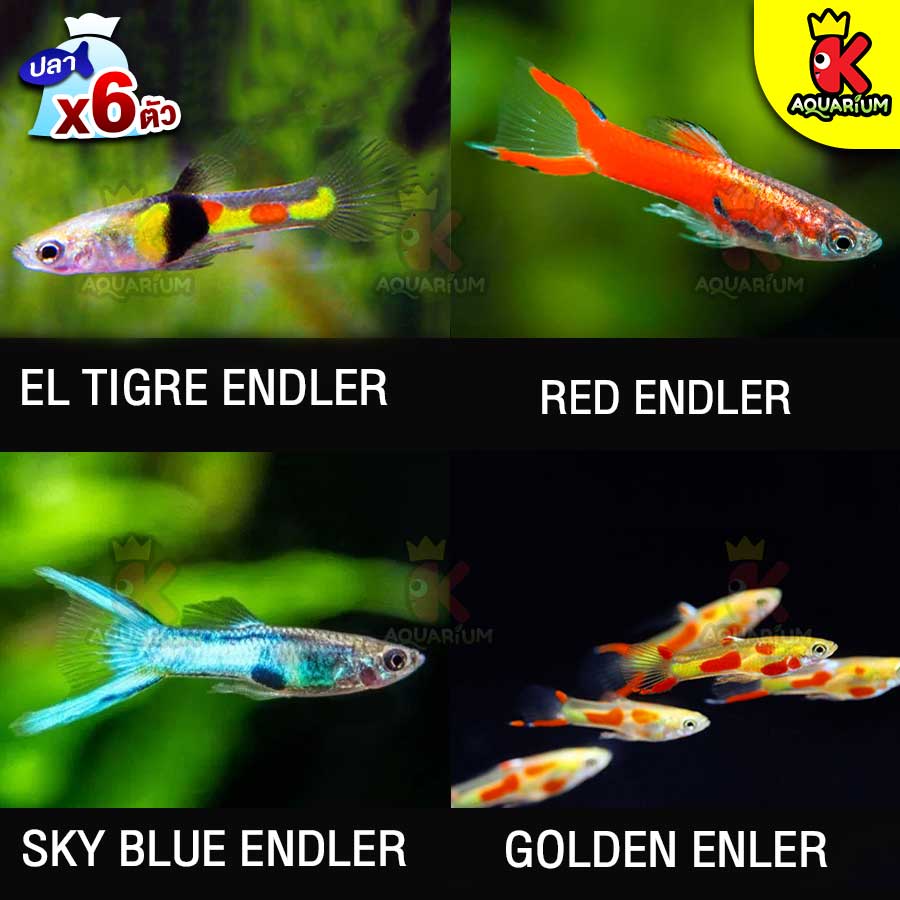 ปลาโกลเอนเลอร์/ปลาหางนกยูงป่า/เอนเลอร์/ปลาตู้ไม้น้ำ/Gold Endler ...