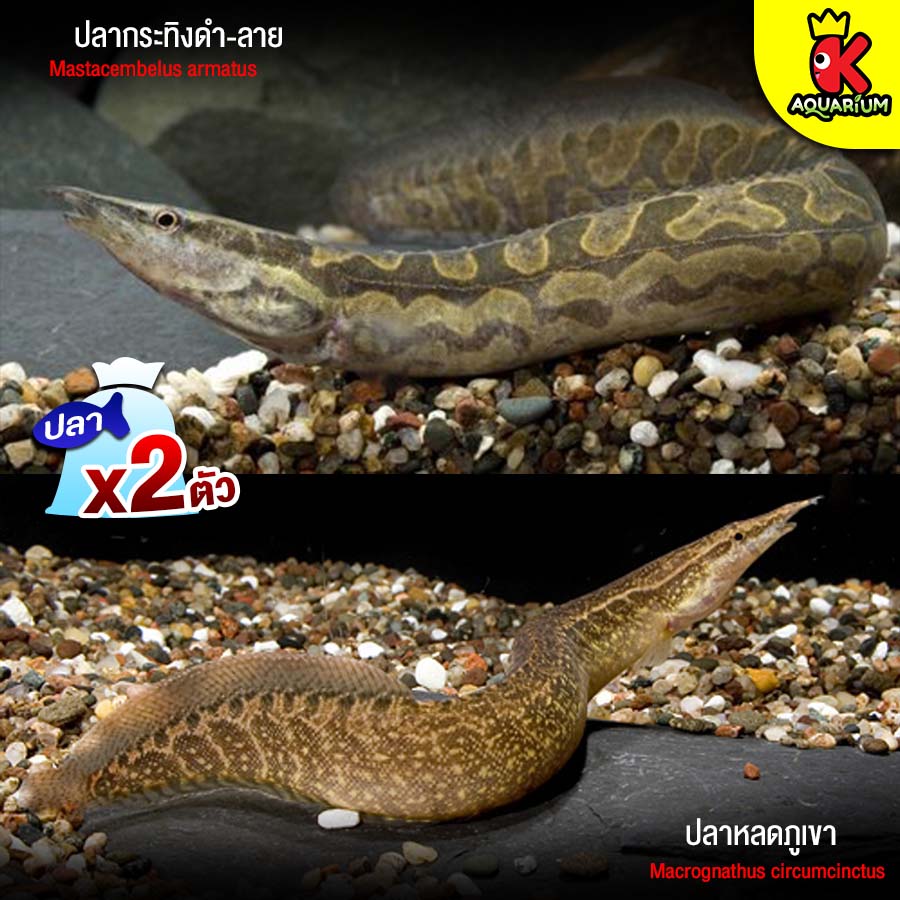 ปลาหลดภูเขา(Macrognathus circumcinctus) ไซส์ 8cm-15cm ปลากระทิงดำ-ลาย ...
