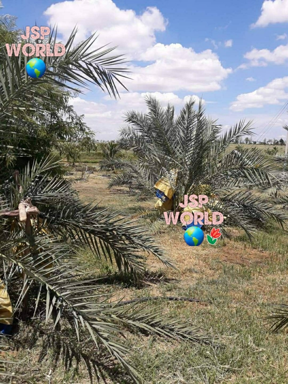 ตัวเมีย ต้นอินทผลัม Nawader (นาวาเดอร์) อินทผลัม เพาะเยื่อ UAE นิยมกิน ...