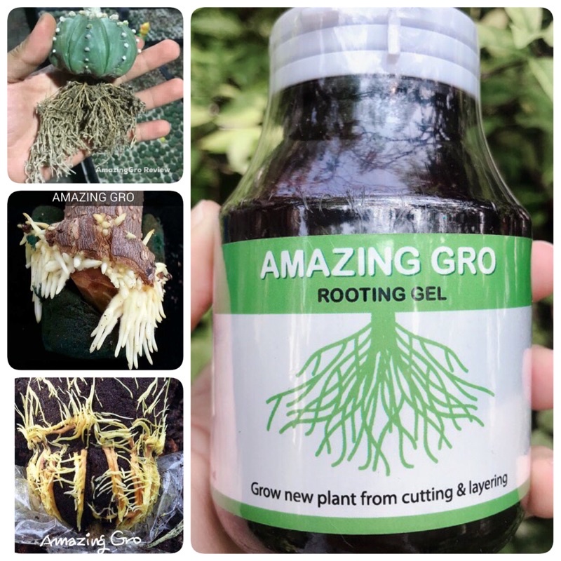 ♛Amazing Gro เจลเร่งราก 60ml150ml น้ำยาเร่งราก Rooting gel เร่งราก กิ่ง ...