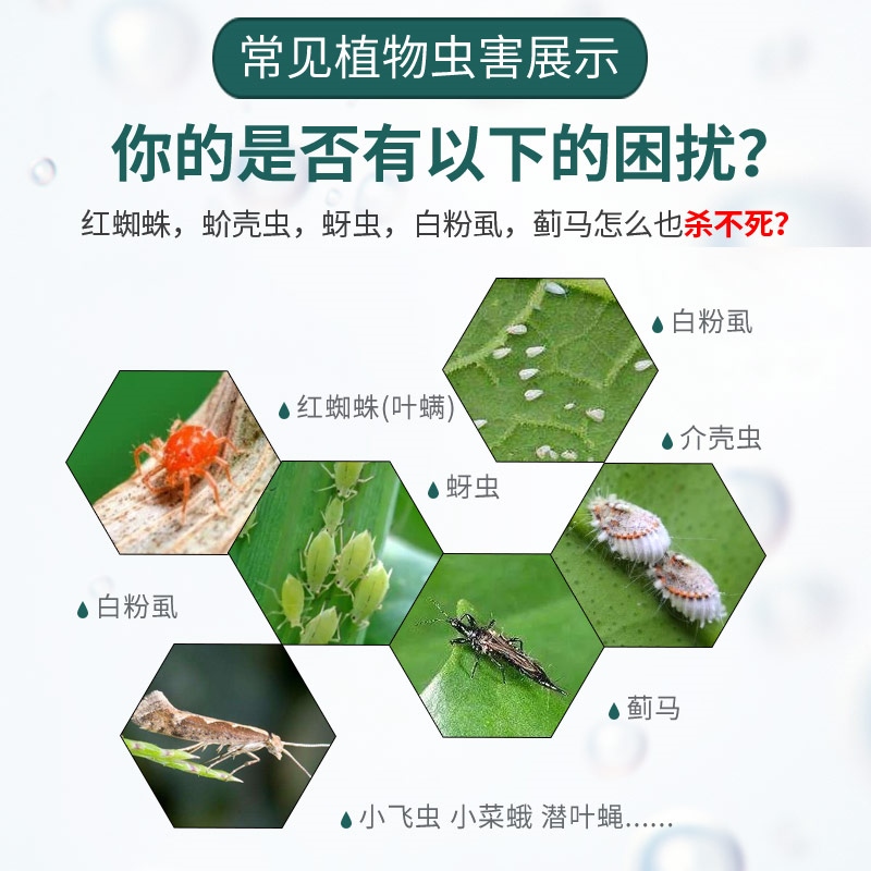 Scale insect special medicine scale must cure insecticide flower plant ...