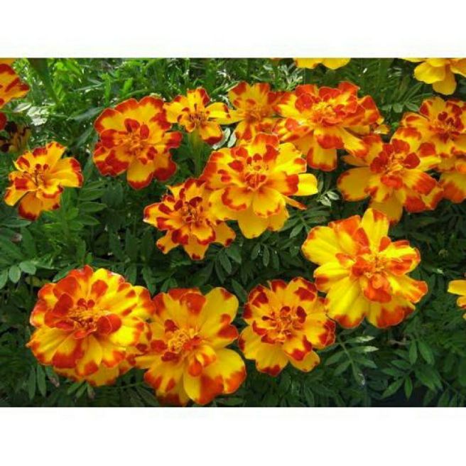 เมล็ดพันธุ์ ดาวเรือง ฝรั่งเศส ชิคาโก้ไฟร์ (Chicago Fire Marigold ...