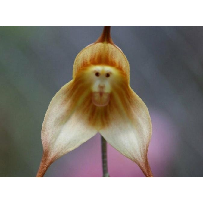 ส่งฟรี…!!เมล็ดพันธุ์ กล้วยไม้หน้าลิง ต้นไม้ประดับ คละลายMONKEY FACE ...