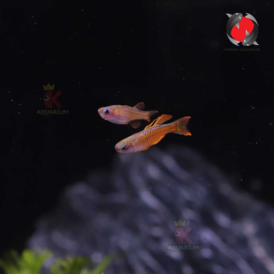 ปลาเกอร์ทรูเด้แดง (Paskai Rainbow) ปลาสวยงาม ปลาตู้ไม้น้ำ ตัวเล็ก ...