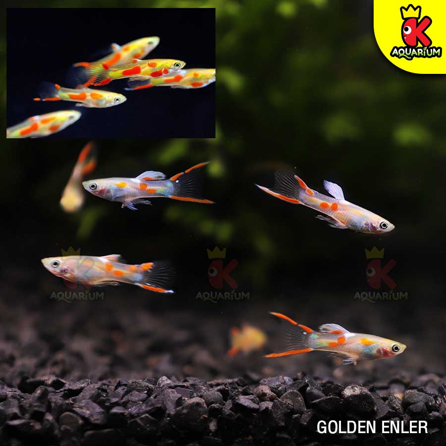 RED ENDLER SKY BLUE ENDLER EL TIGRE ENDLERGOLDEN ENLER ไซส์1.5cm (6ตัว ...
