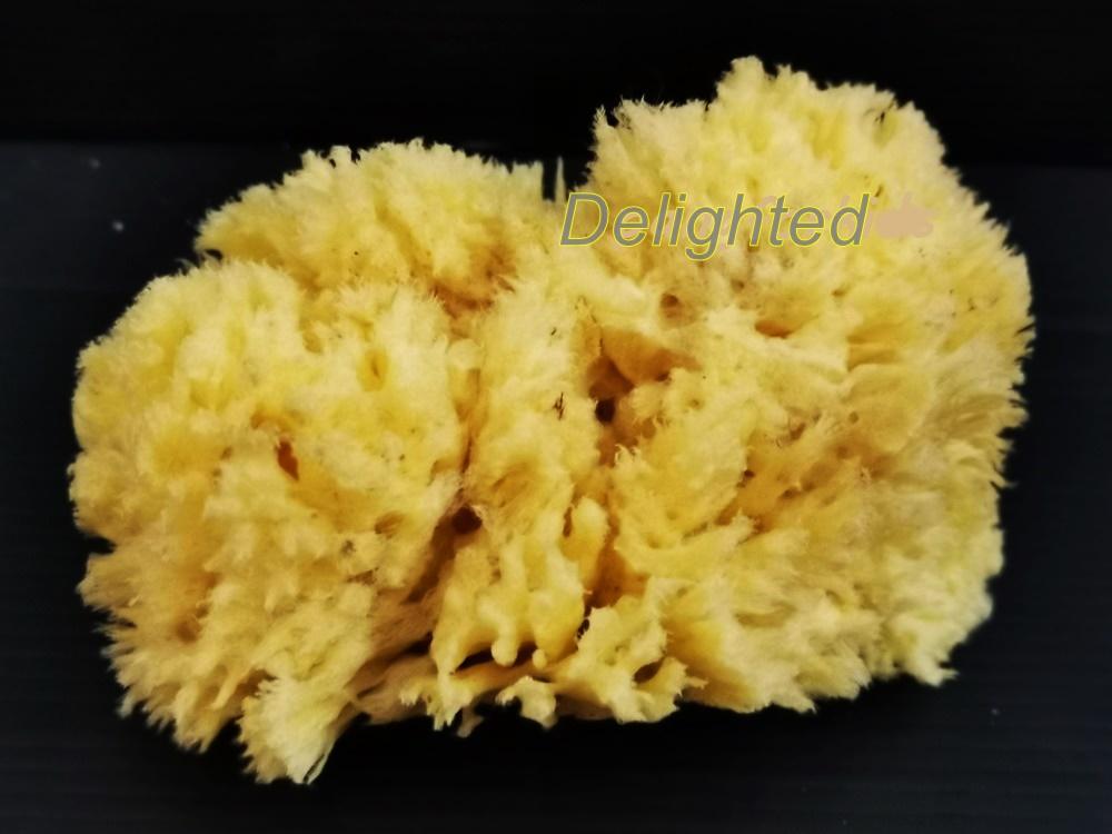 Delighted ฟองน้ำธรรมชาติแท้ 100% Natural Sea Sponge Fine Silk สำหรับการ ...