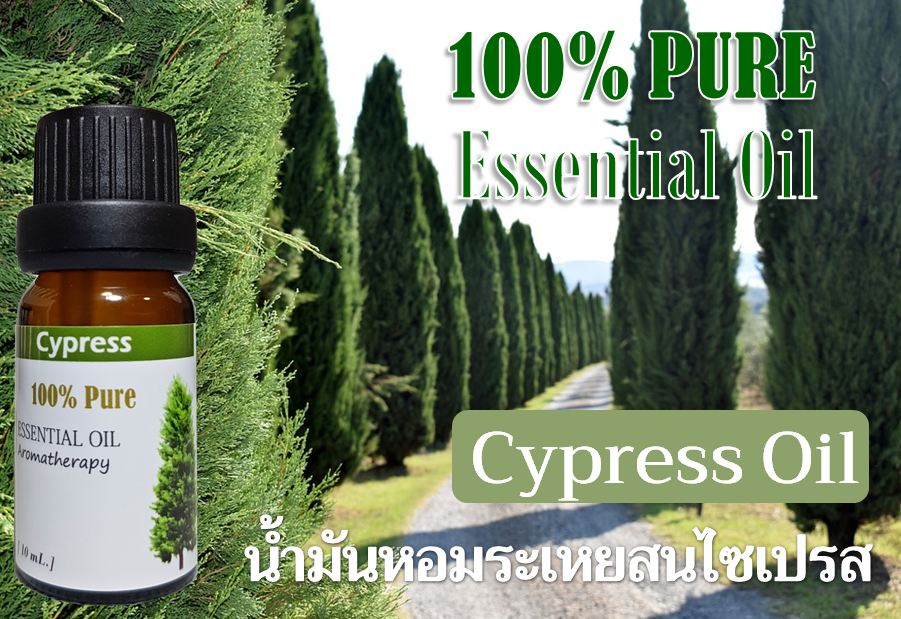 100% Pure Essential Oil น้ำมันหอมระเหยสนไซเปรส(ลำต้น-กิ่ง-ใบ) Cypress Es.Oil บริสุทธิ์ 100% ไม่ ...