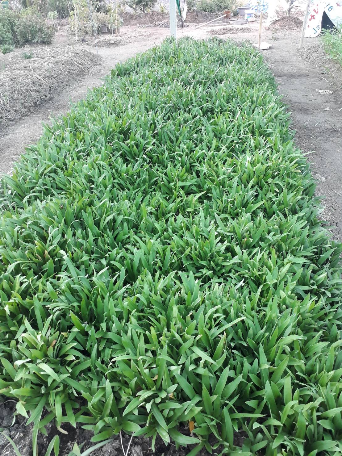 ต้นหญ้าปักกิ่ง (หญ้าเทวดา Beijing Grass Angel Grass) กระถาง 6 นิ้ว 1 ...