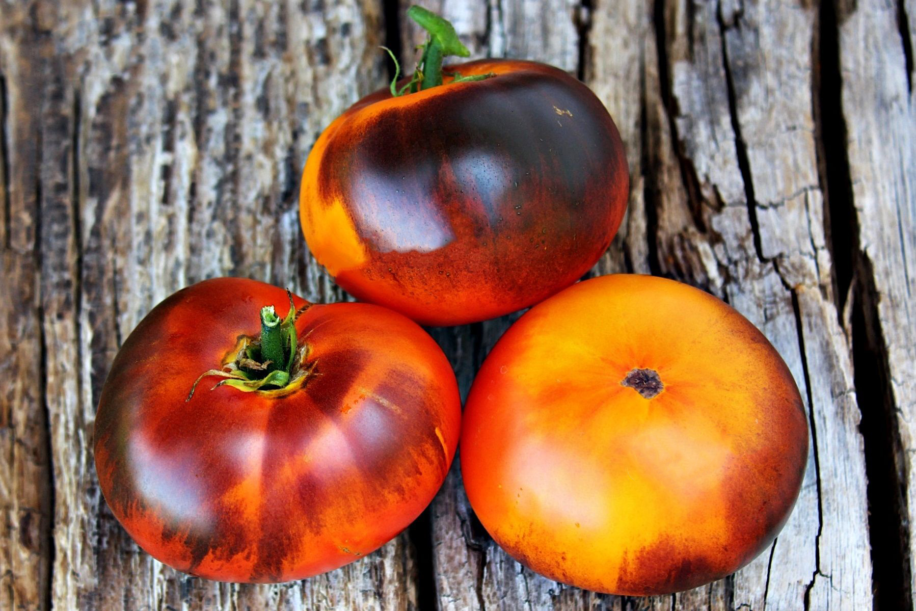 เมล็ดพันธุ์ มะเขือเทศ (Lucid Gem Tomato Seeds) - LannaFarm&Garden ...