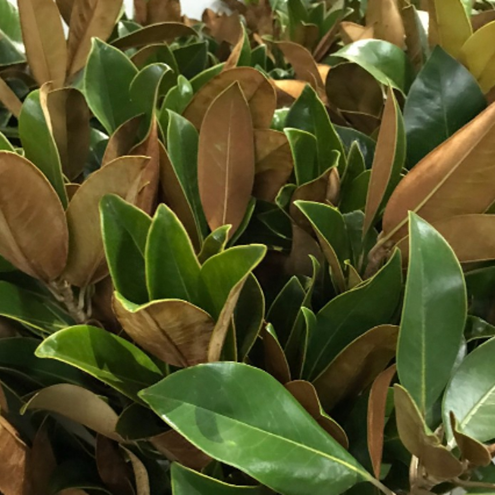 Oshadhi Magnolia Leaf Essential Oil - Oshadhi - ThaiPick