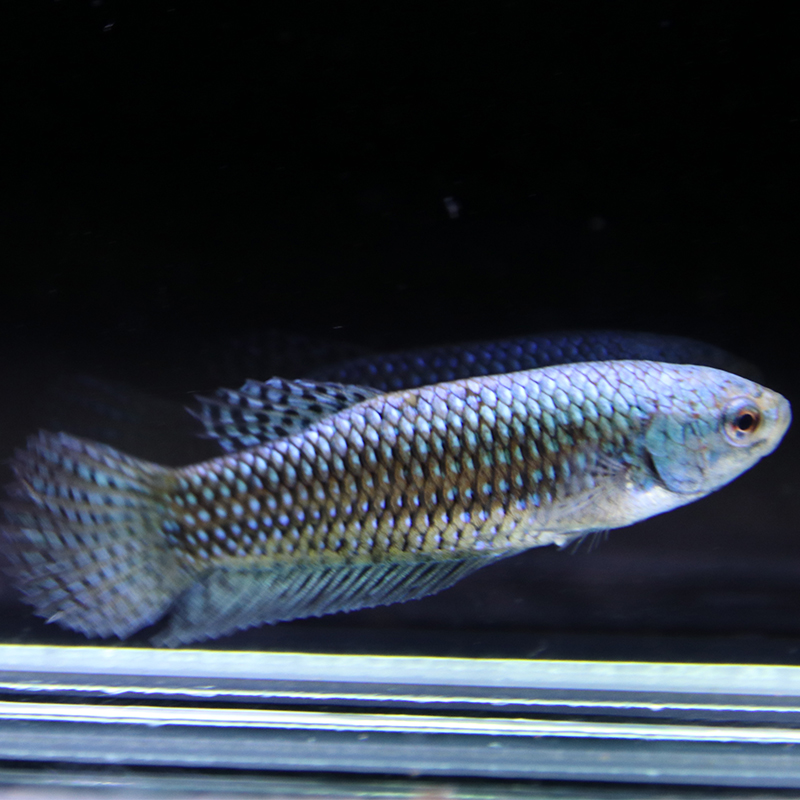 ปลากัด เอเลี่ยน ตัวเมีย Alien Betta Female - PetandFish Shop - ThaiPick