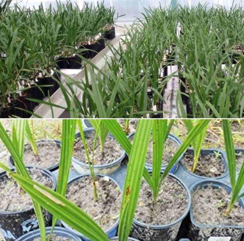 ต้นอินทผาลัม พันธุ์บาฮีใหญ่ Barhee หรือ Barhi 136 ตัวเมีย เพาะ ...