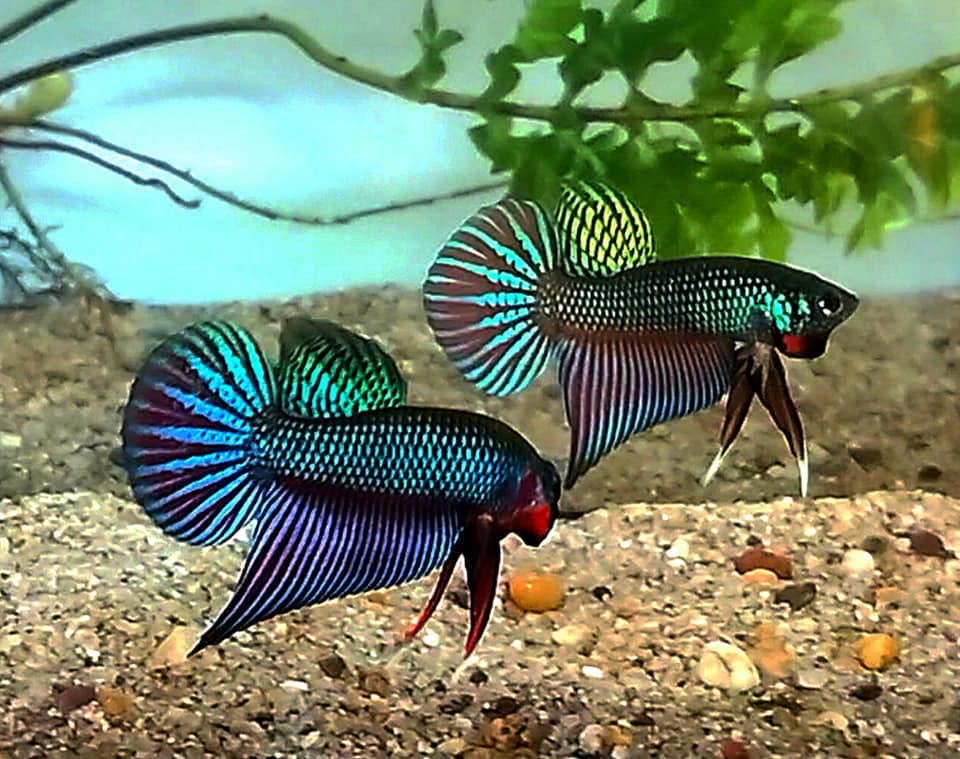 ปลากัดสวยพิเศษ ปลากัดเพศผู้1ตัว หางโพ หางพัด betta fish ปลากัดสวย ปลากัดหางยาวมาก - PPร้านปลากัด ...